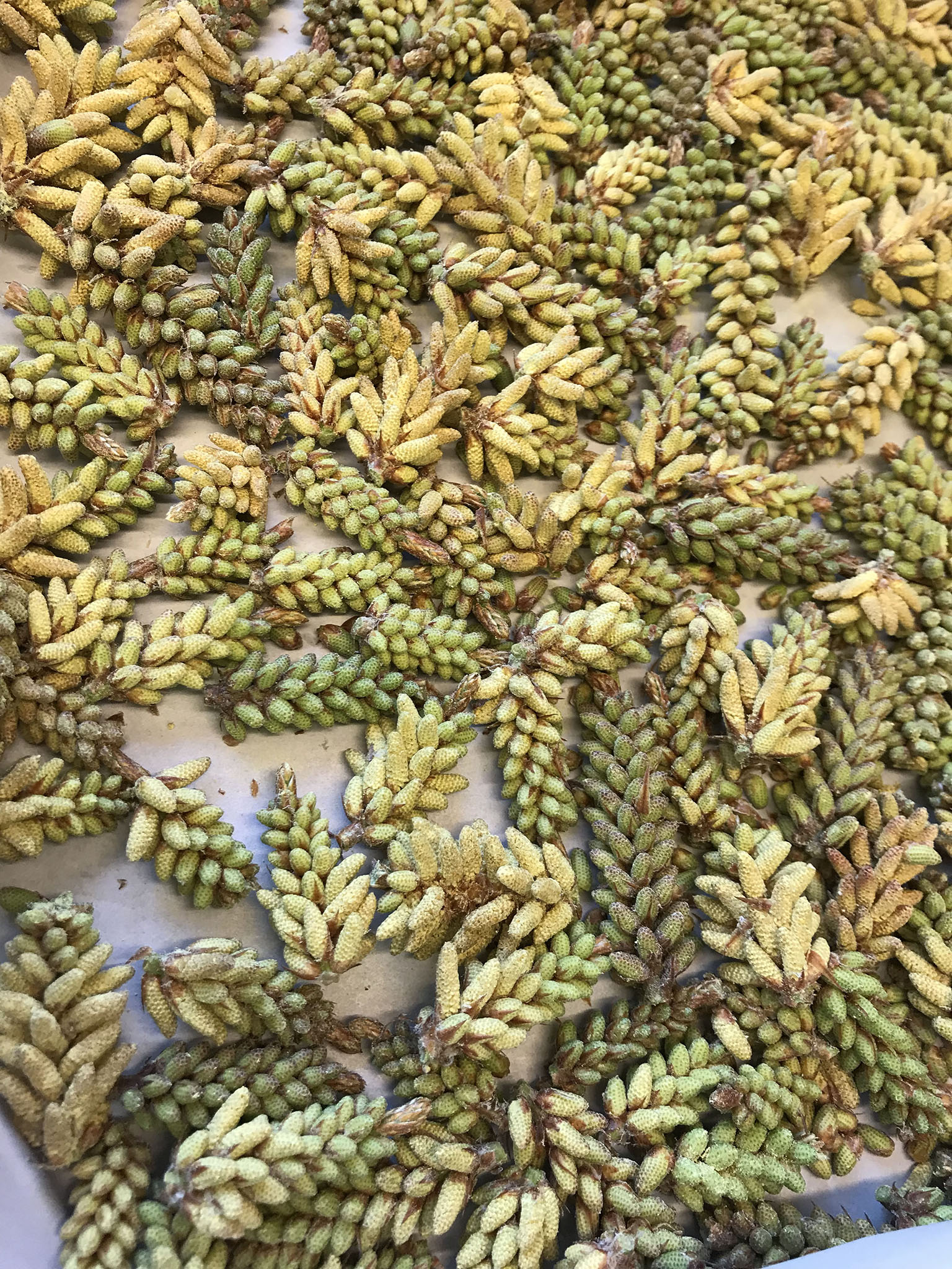 Drones Project – UCVision