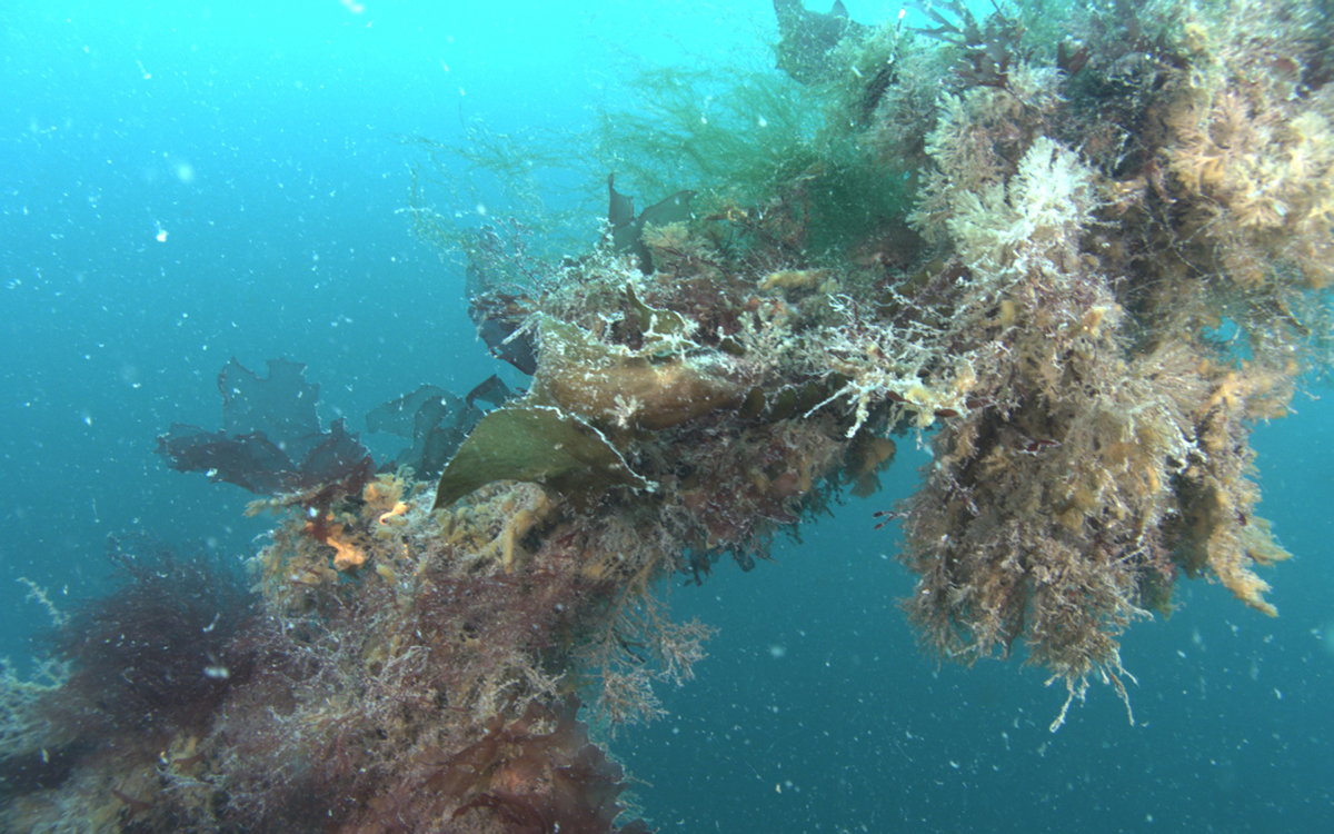 Scanning Mussel Ropes – UCVision